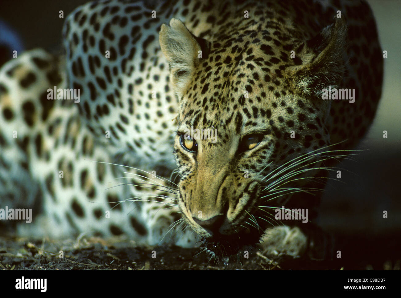 Leopard snarling (Panthera pardus Stock Photo - Alamy
