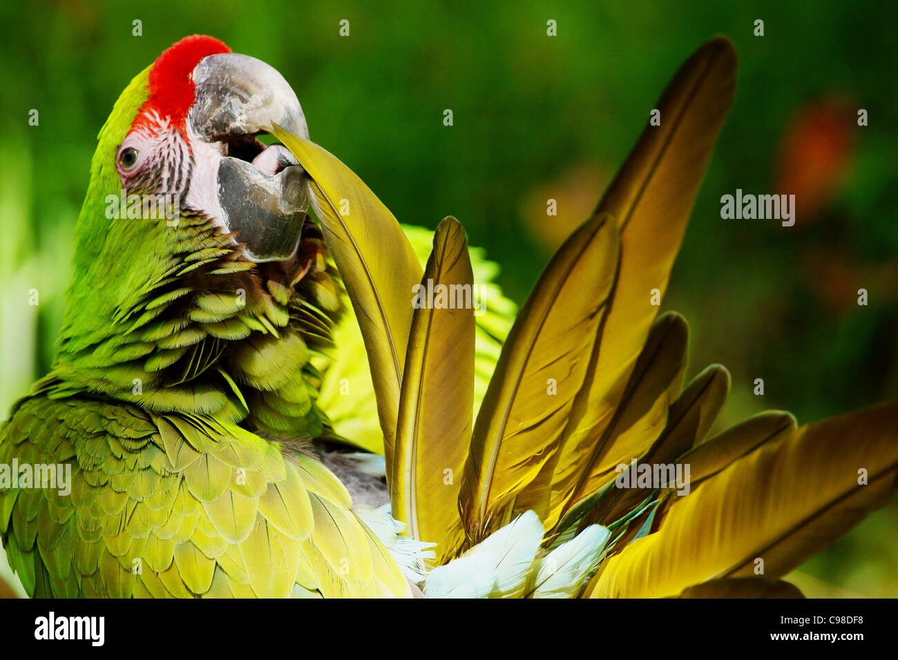 Green macaw species hi-res stock photography and images - Alamy