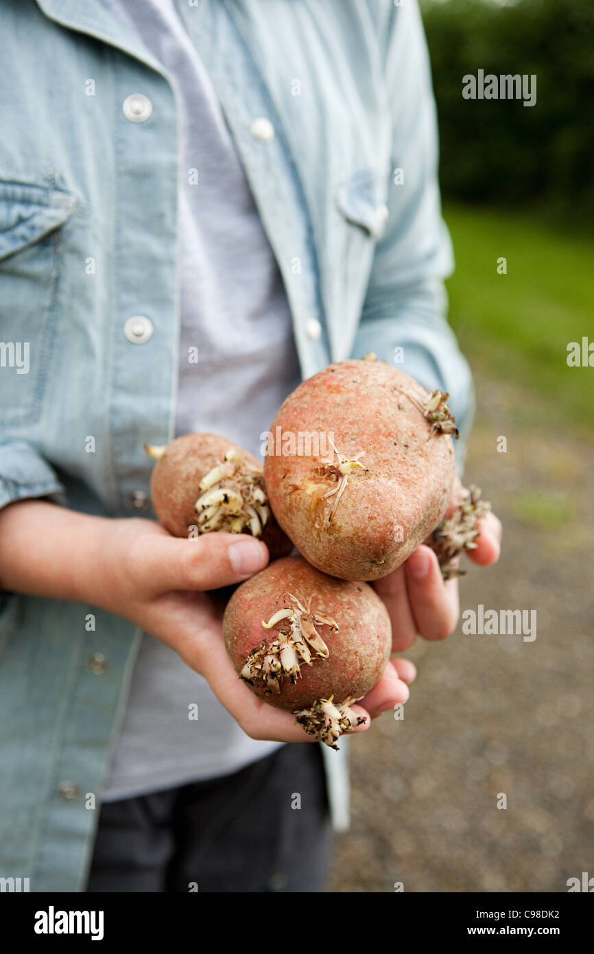 Boy with handful potatoes Stock Photo - Alamy
