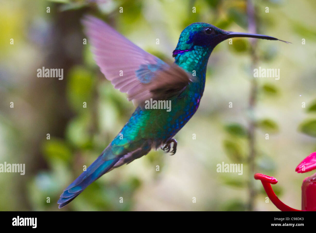 Hummingbird peru hi-res stock photography and images - Alamy