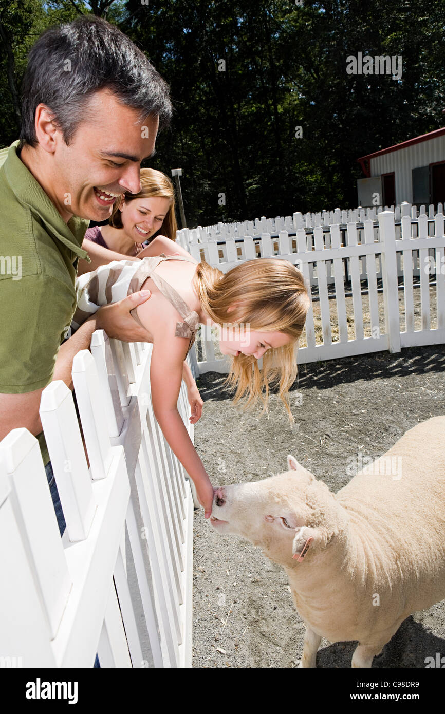 Girl feeding sheep zoo Stock Photo - Alamy