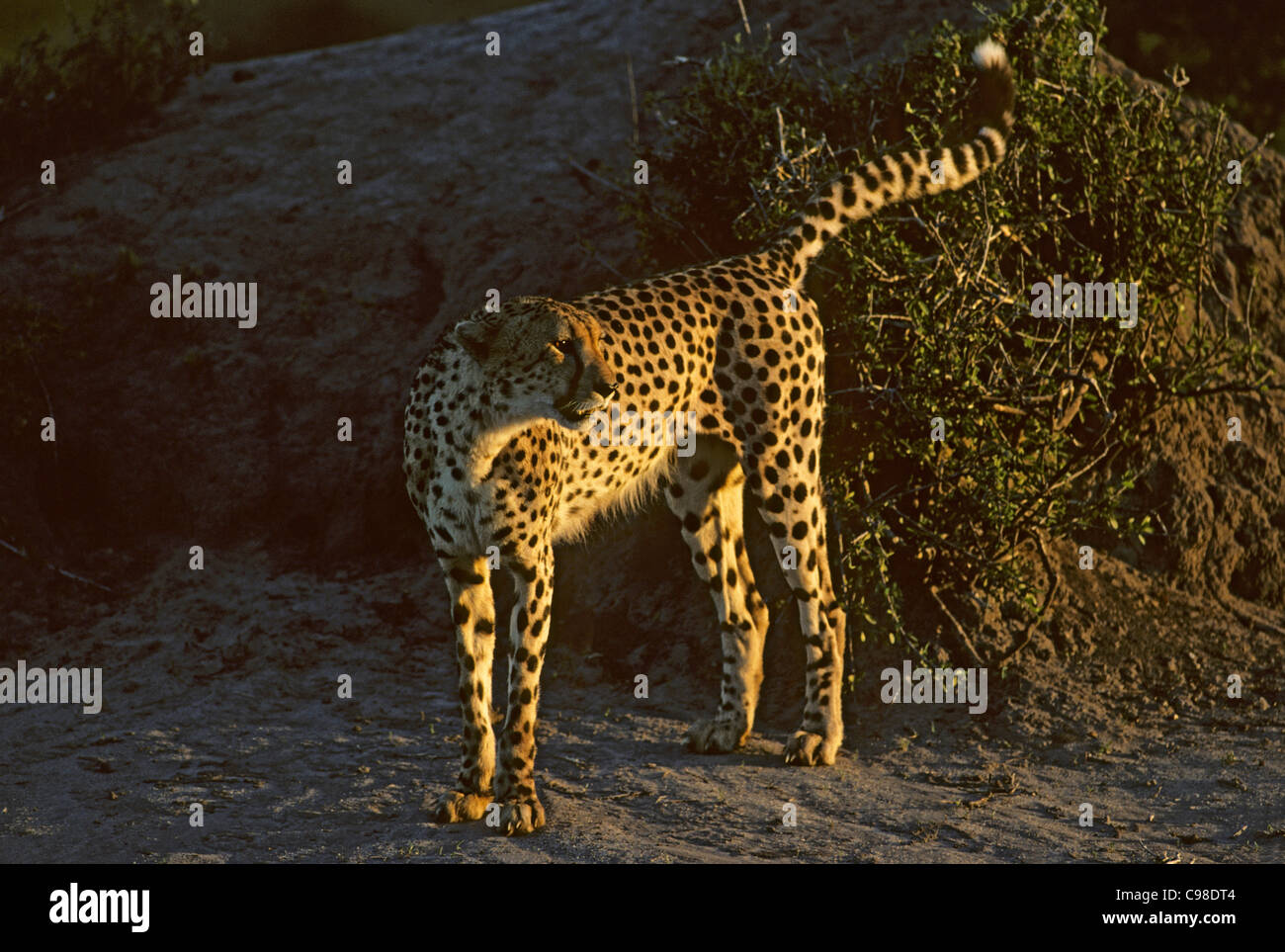 Cheetah (Acinonyx jubatus Stock Photo - Alamy