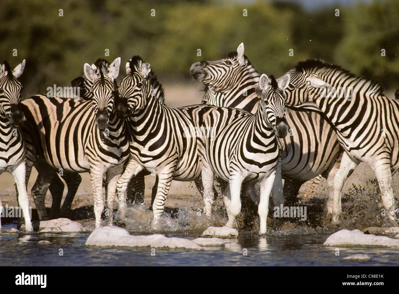 Zebra competition hi-res stock photography and images - Alamy