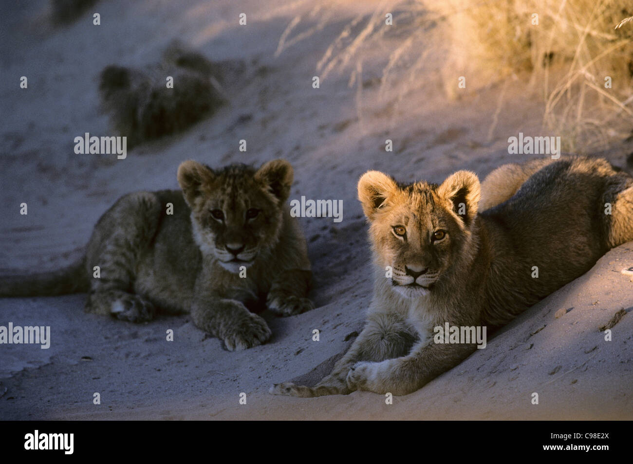 Lion cubs (Panthera leo Stock Photo - Alamy