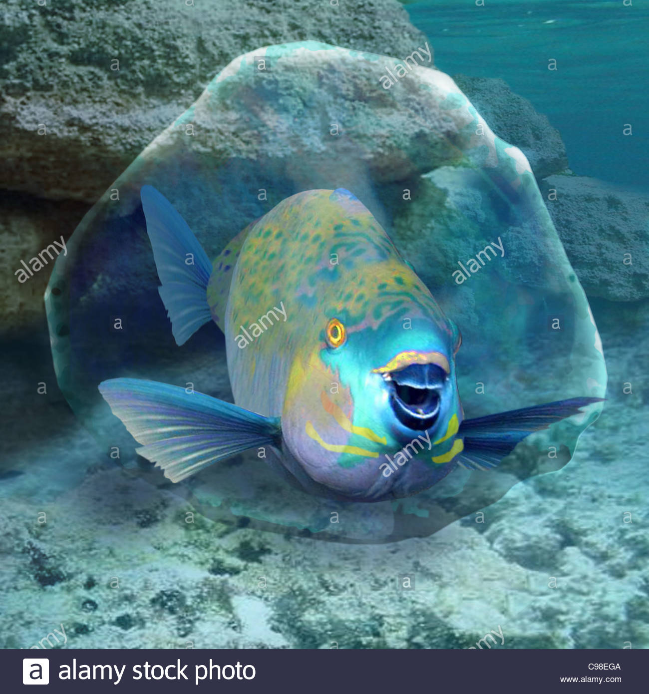 Illustrations Parrot Stock Photos & Illustrations Parrot Stock Images ...