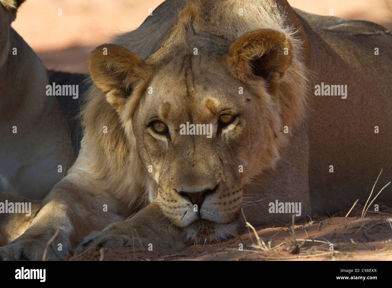 African Lions Resting In Shade High Resolution Stock Photography and ...
