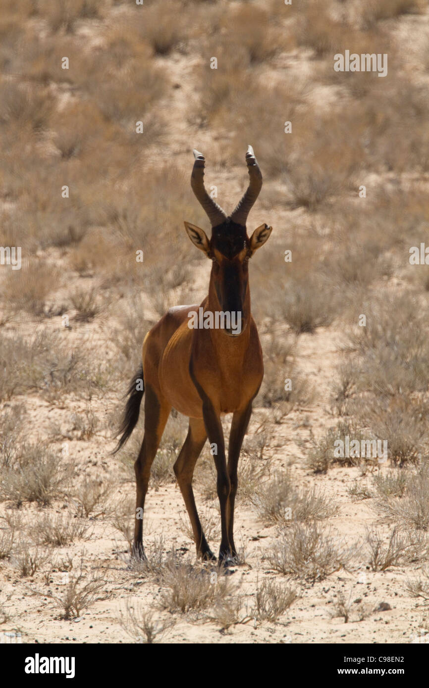 Hartebeest horns hi-res stock photography and images - Alamy