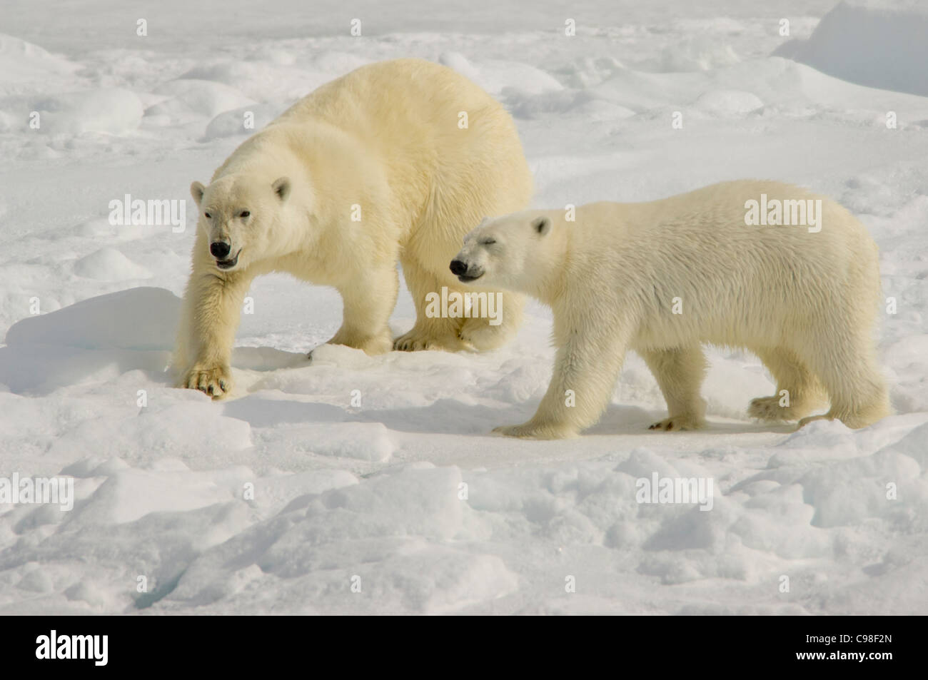 Female polar bear cub iceberg hi-res stock photography and images - Alamy