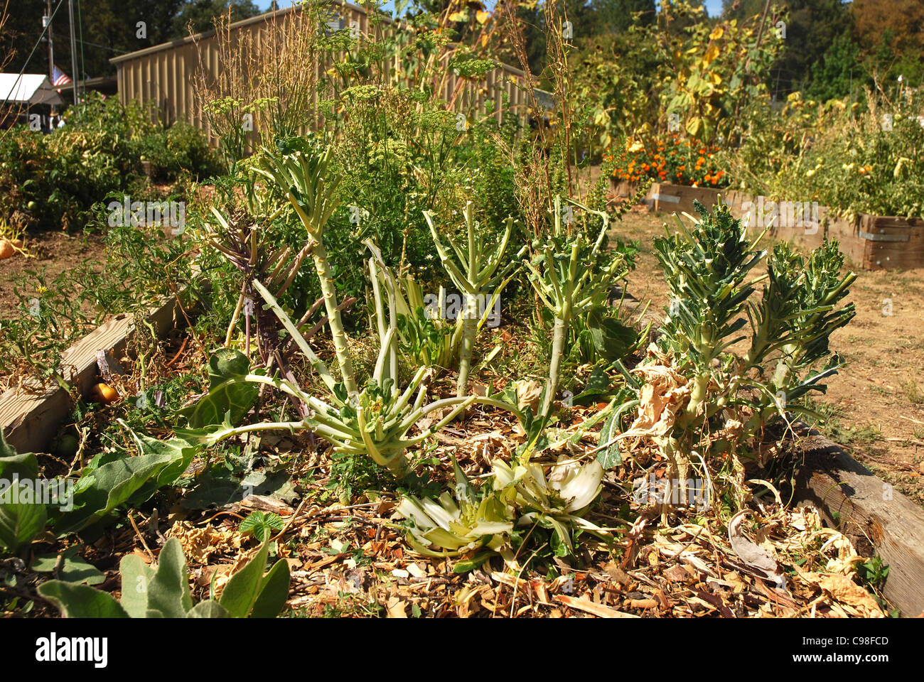 Rabbit garden damage hi-res stock photography and images - Alamy