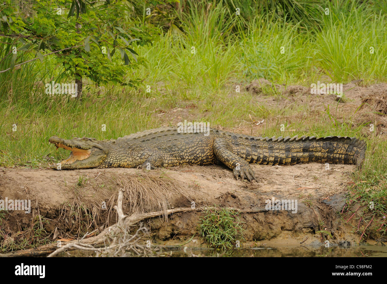 Saltie hi-res stock photography and images - Alamy