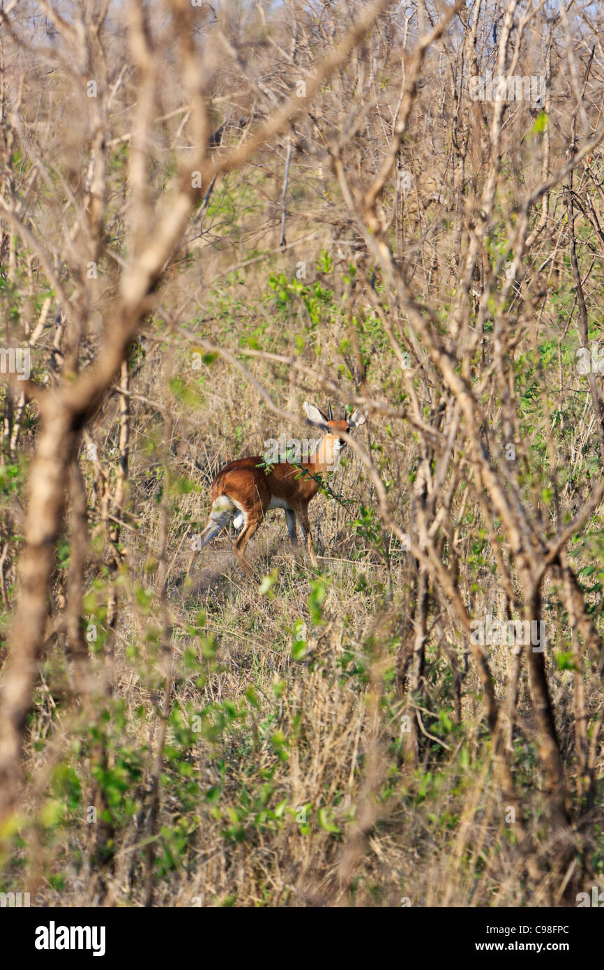 A Steenbok "Raphicerus campestris" in typical habitat stares at the ...