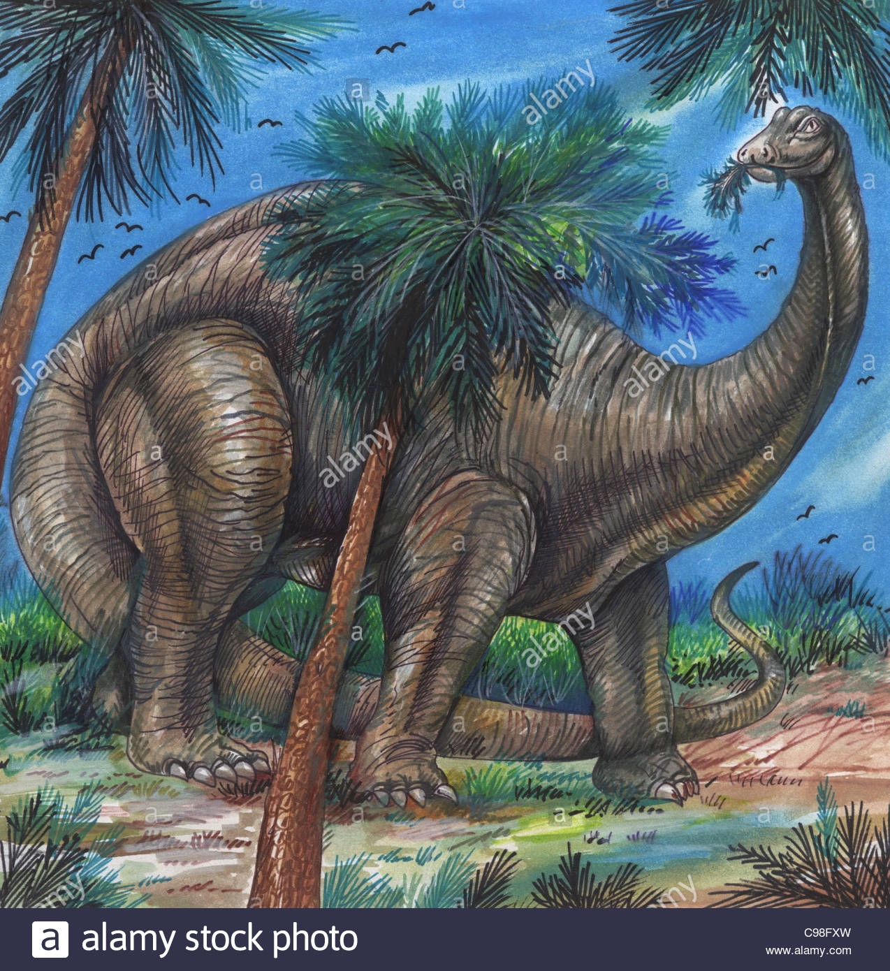 Apatosaurus Stock Photos & Apatosaurus Stock Images - Alamy