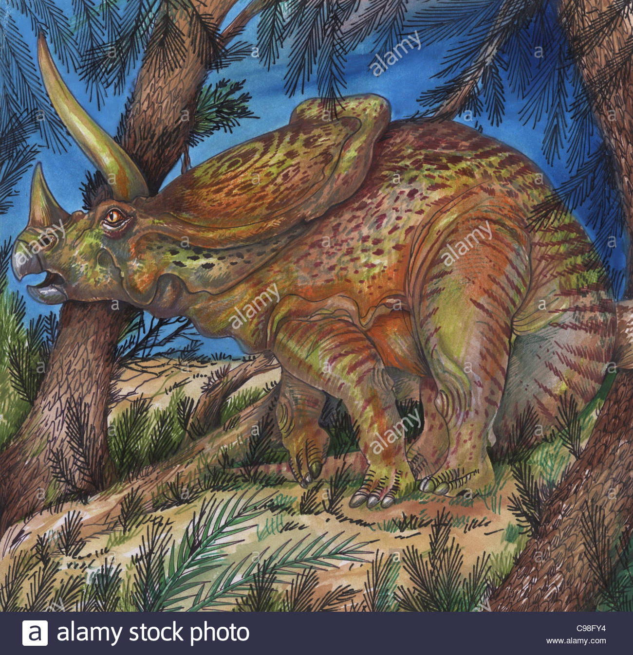 Torosaurus Stock Photos & Torosaurus Stock Images - Alamy