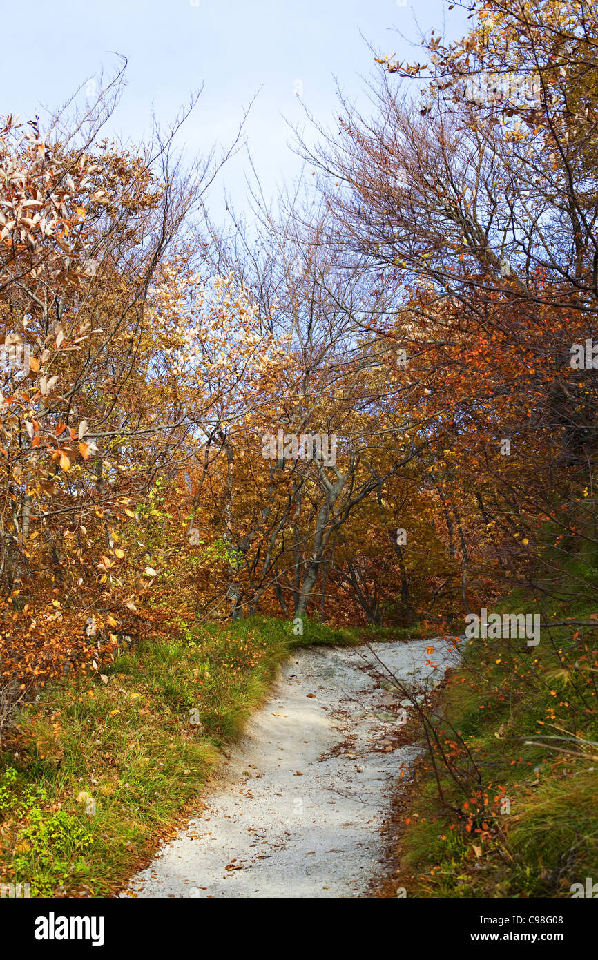 Path through forest in autumn Stock Photo - Alamy