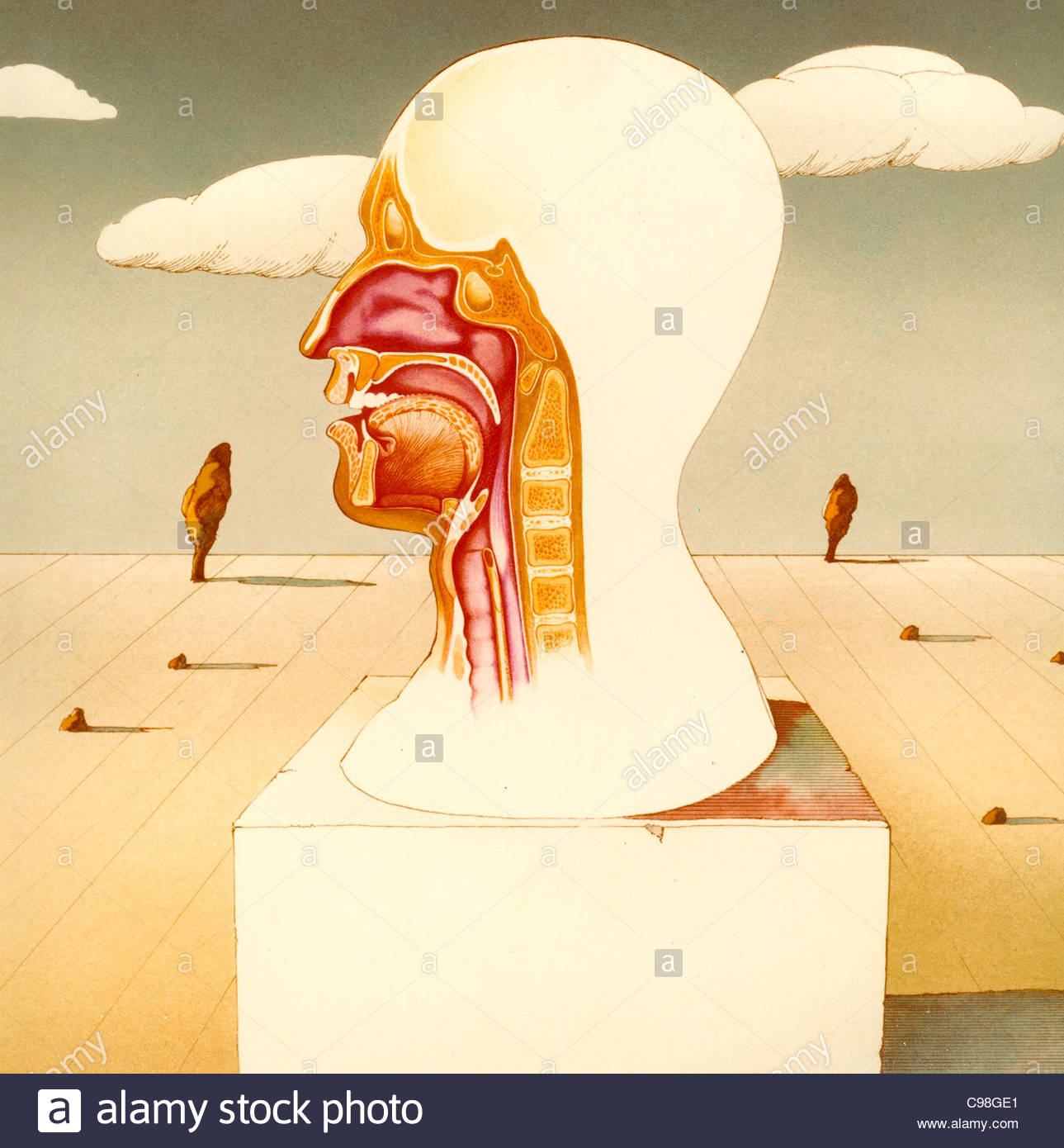 Cross Section Throat Stock Photos & Cross Section Throat Stock Images ...