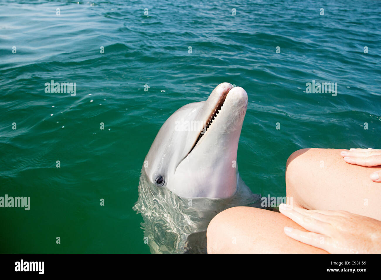 Dolphin head anatomy hi-res stock photography and images - Alamy