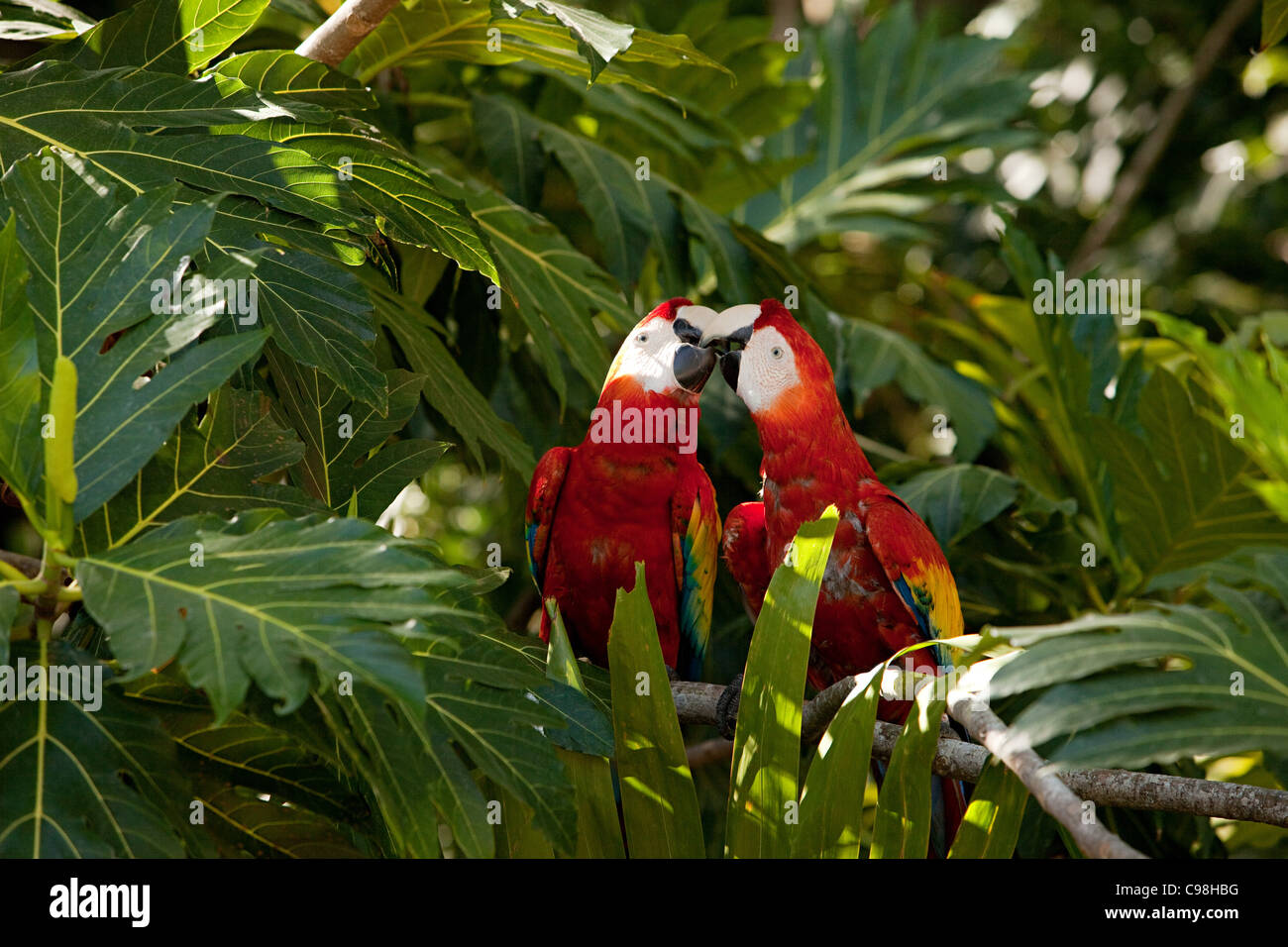 Parrot anatomy hi-res stock photography and images - Alamy