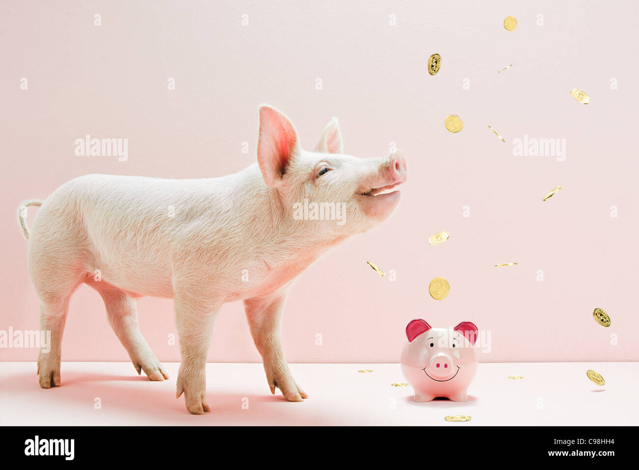 Piglet looking falling coins over piggybank studio Stock Photo - Alamy