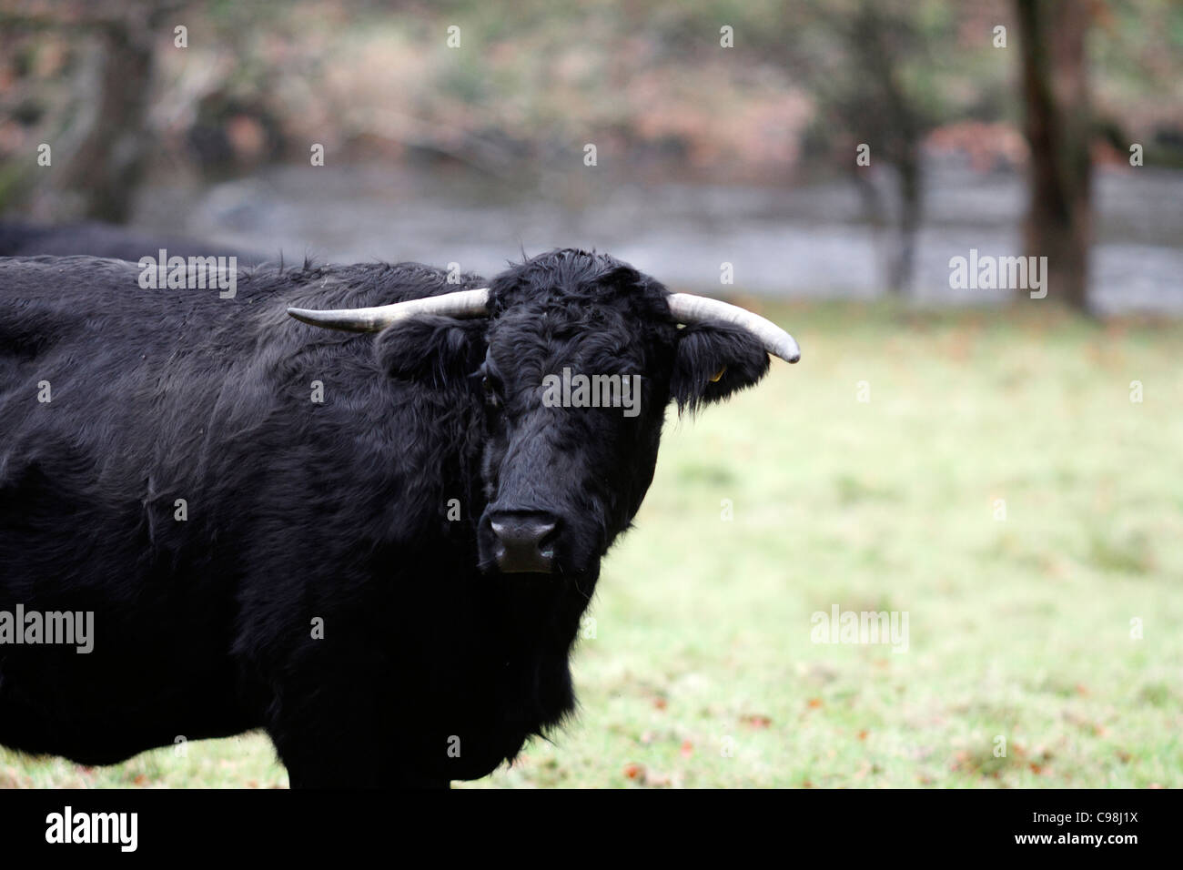 Welsh cattle farming hi-res stock photography and images - Alamy
