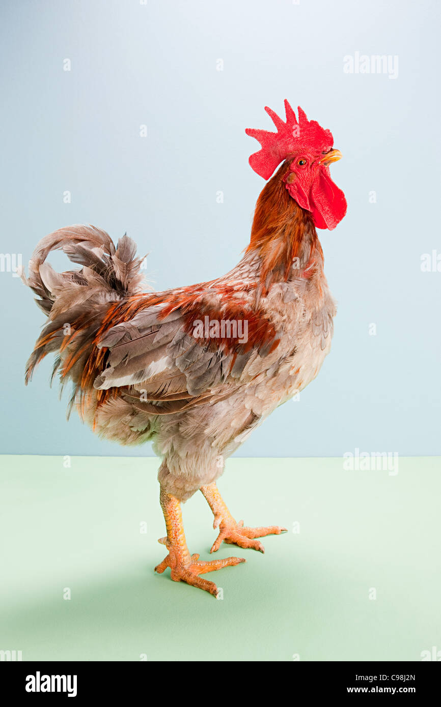 Side view rooster hi-res stock photography and images - Alamy