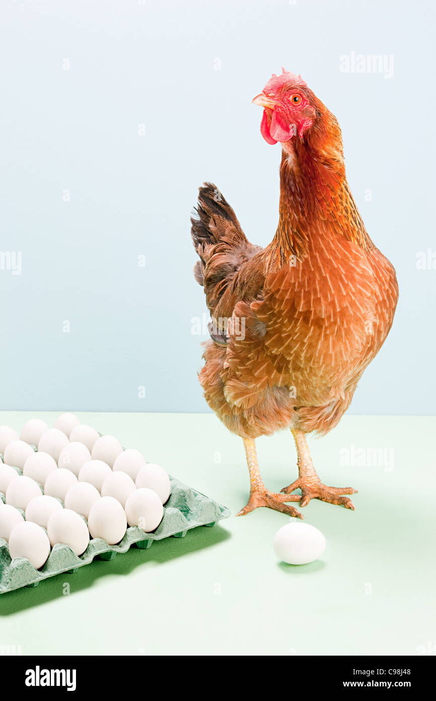 Hen standing next to eggs hi-res stock photography and images - Alamy