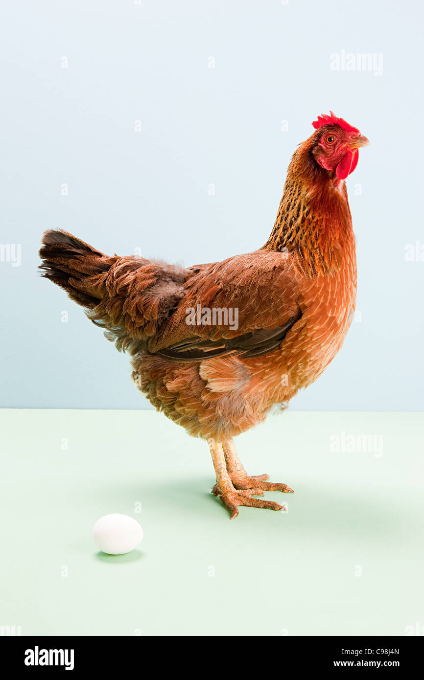 Hen Standing Next To Egg High Resolution Stock Photography and Images ...