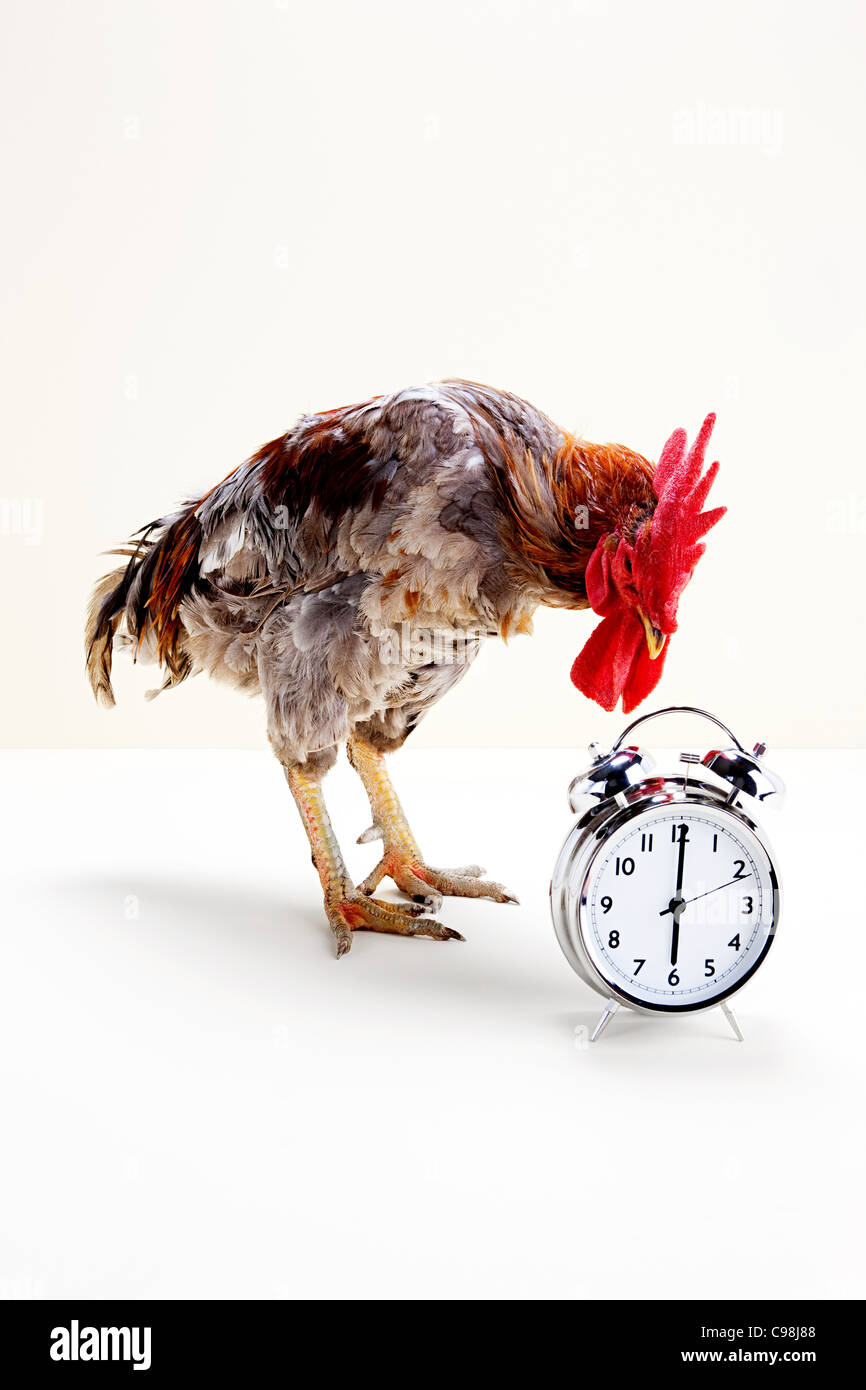Rooster standing near alarm clock, studio shot Stock Photo - Alamy