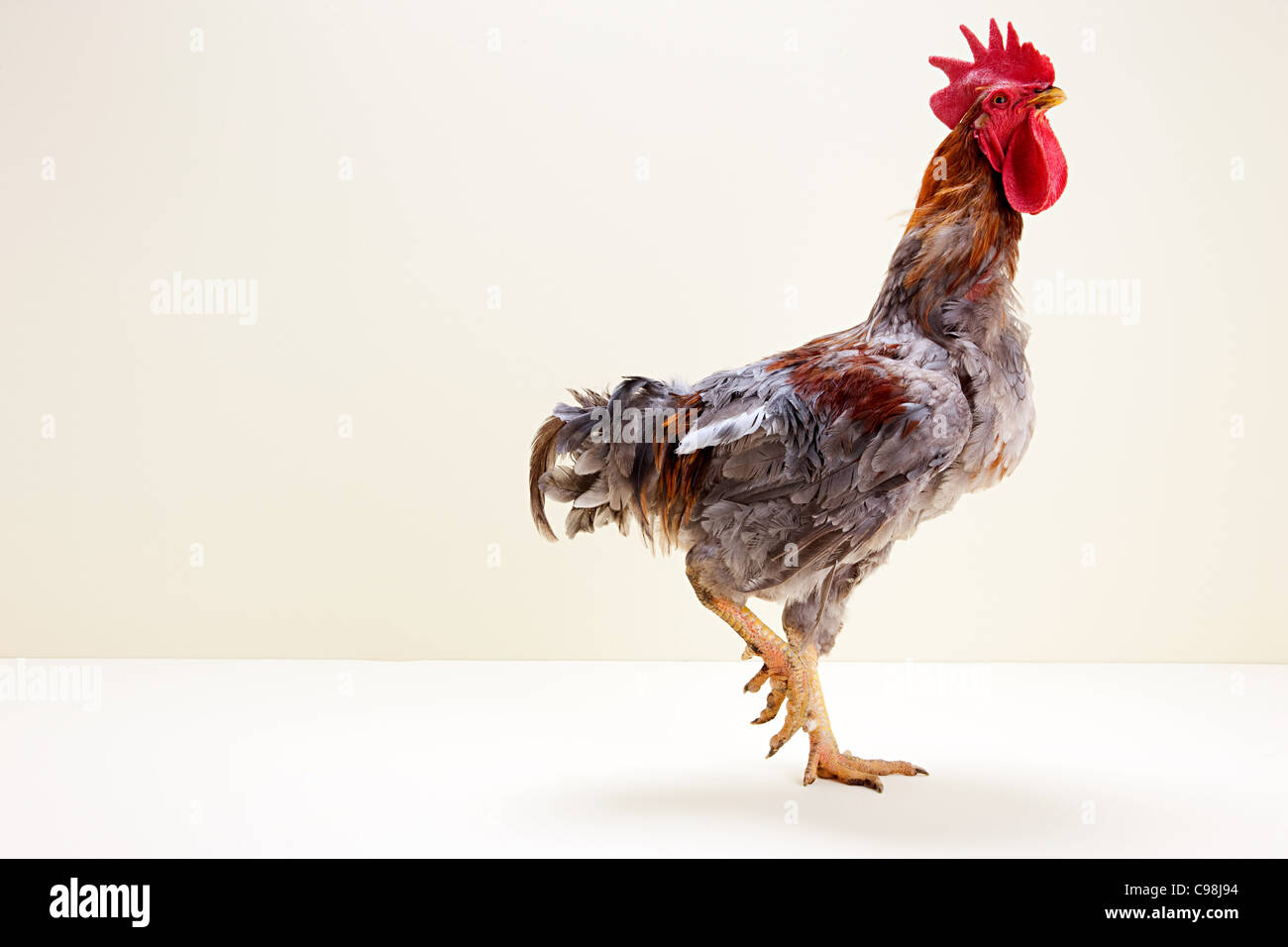 Rooster cross hi-res stock photography and images - Alamy