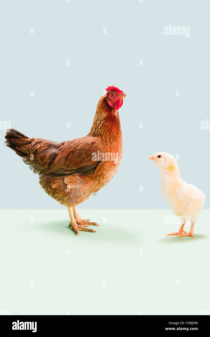 Hen standing looking hi-res stock photography and images - Alamy