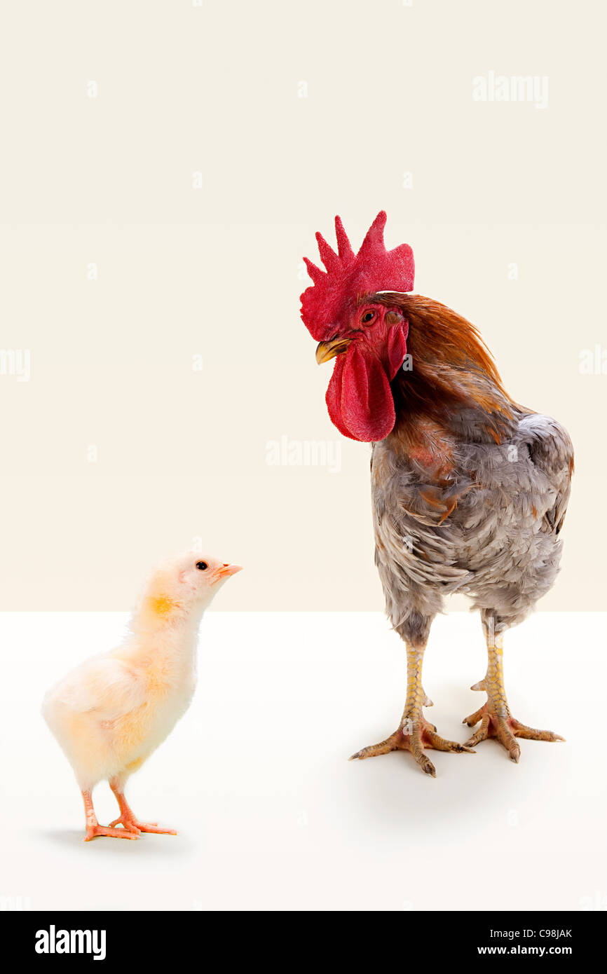 Rooster standing with chick studio Stock Photo - Alamy Rooster standing with chick studio Stock Photo - Alamy