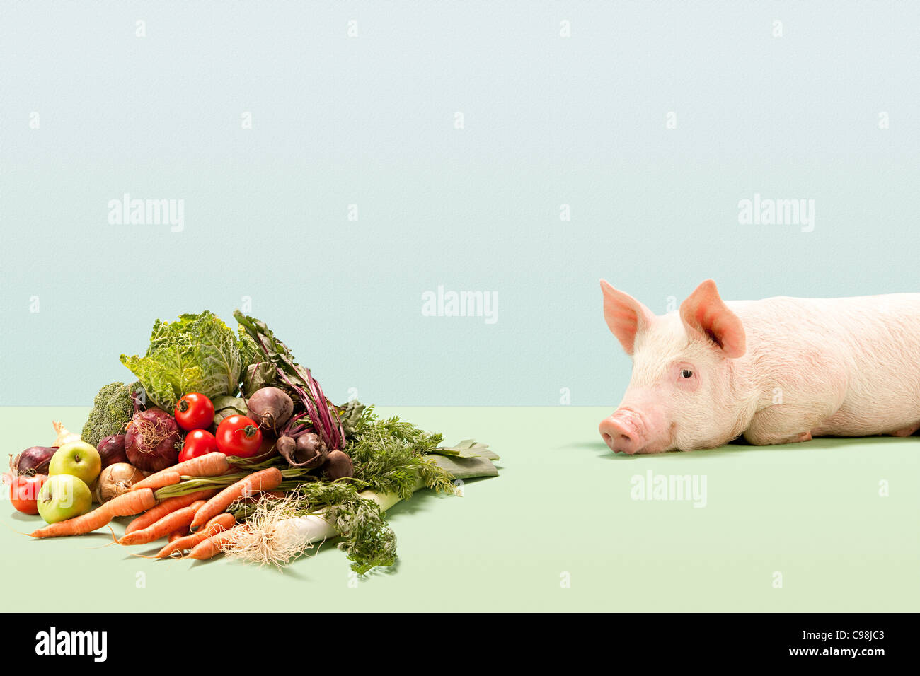 Piglet lying down hi-res stock photography and images - Alamy