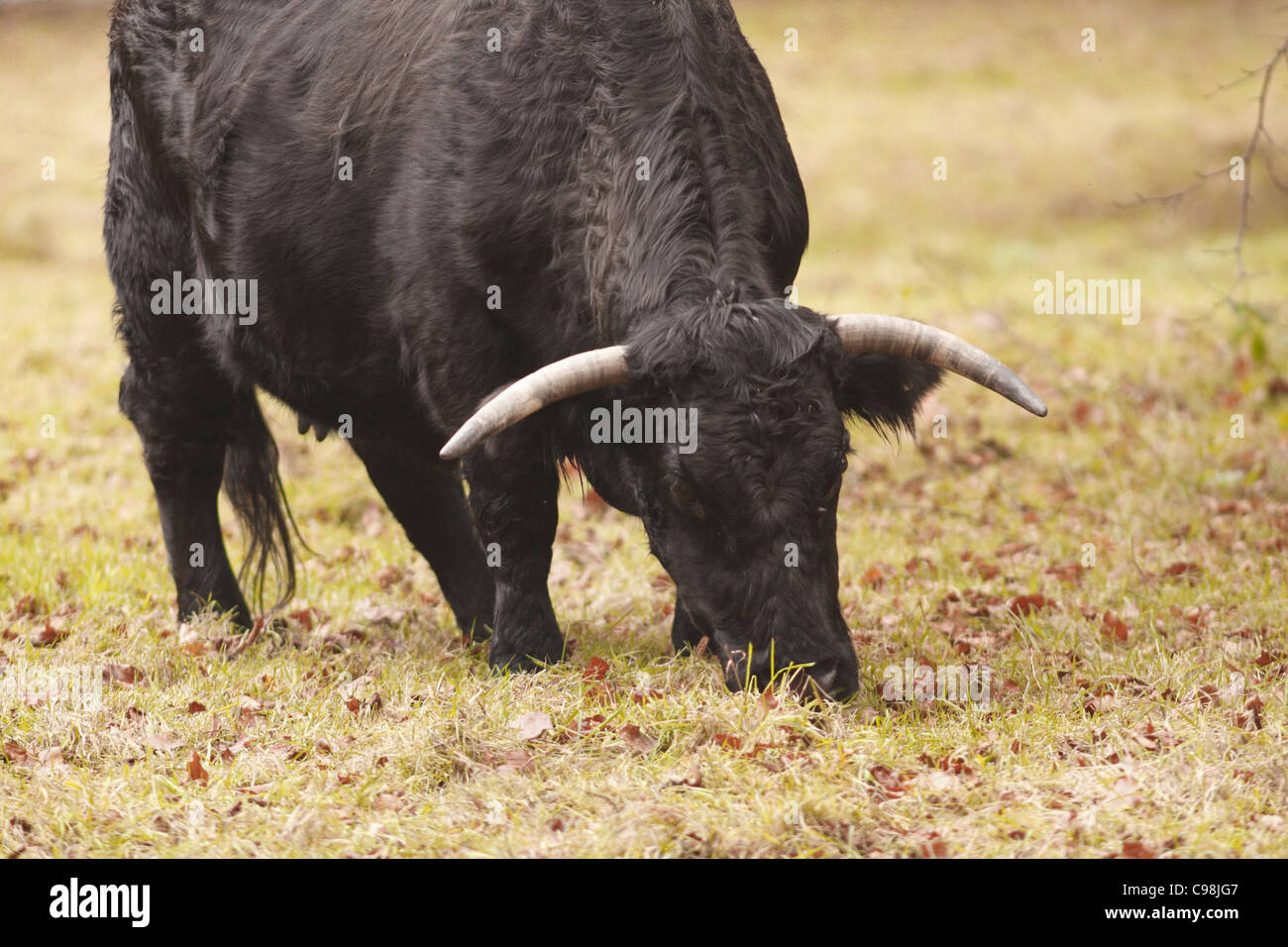 Black Welsh Cattle Stock Photos & Black Welsh Cattle Stock Images - Alamy