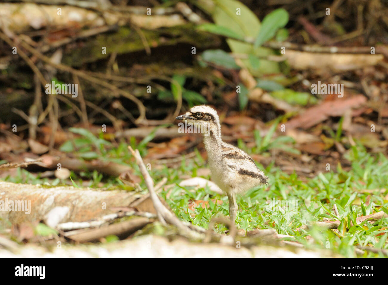 Bush Stone-Curlew Burhinus grallarius Young chick Photographed in ...