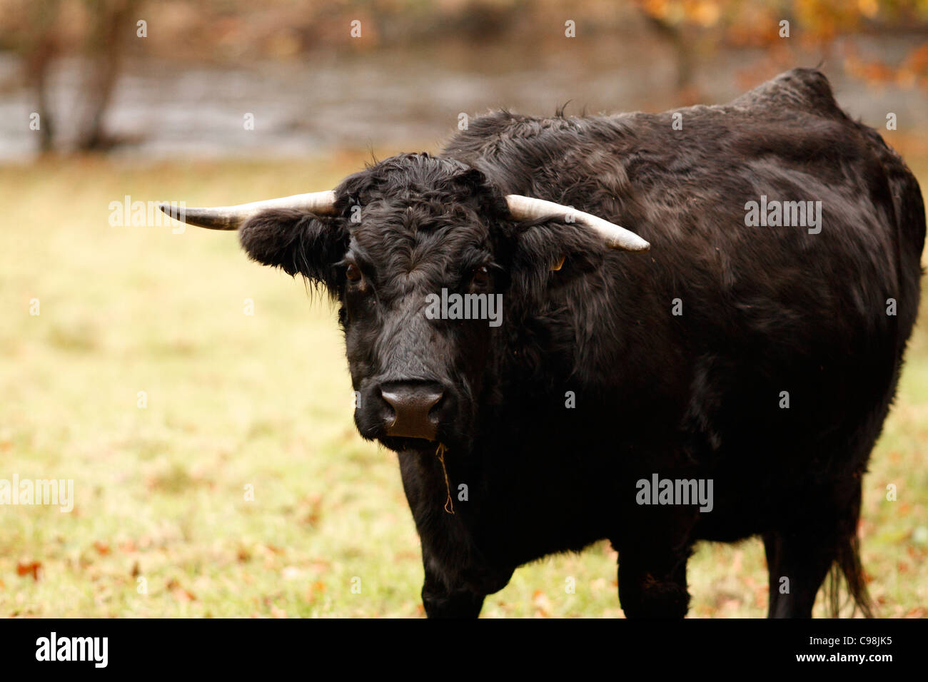 Welsh black cattle, rare breed Stock Photo - Alamy