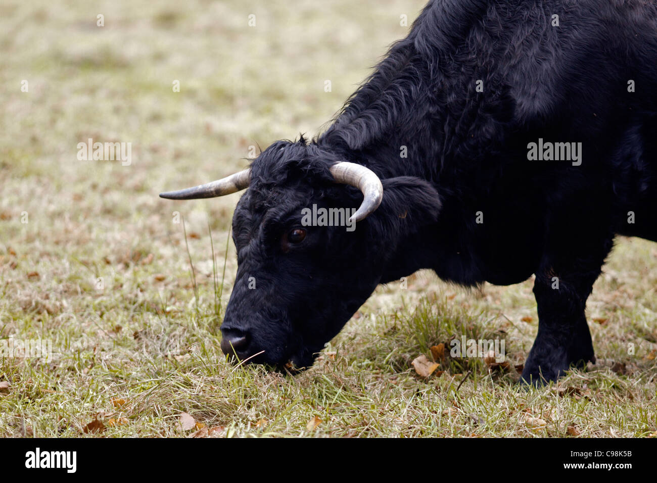 Welsh black cow. cattle, farming smallholding Stock Photo - Alamy