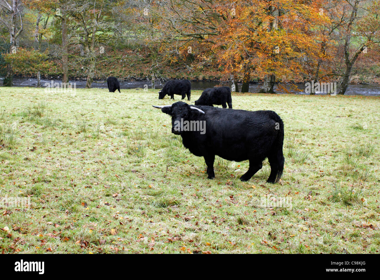 Welsh black cattle hi-res stock photography and images - Alamy