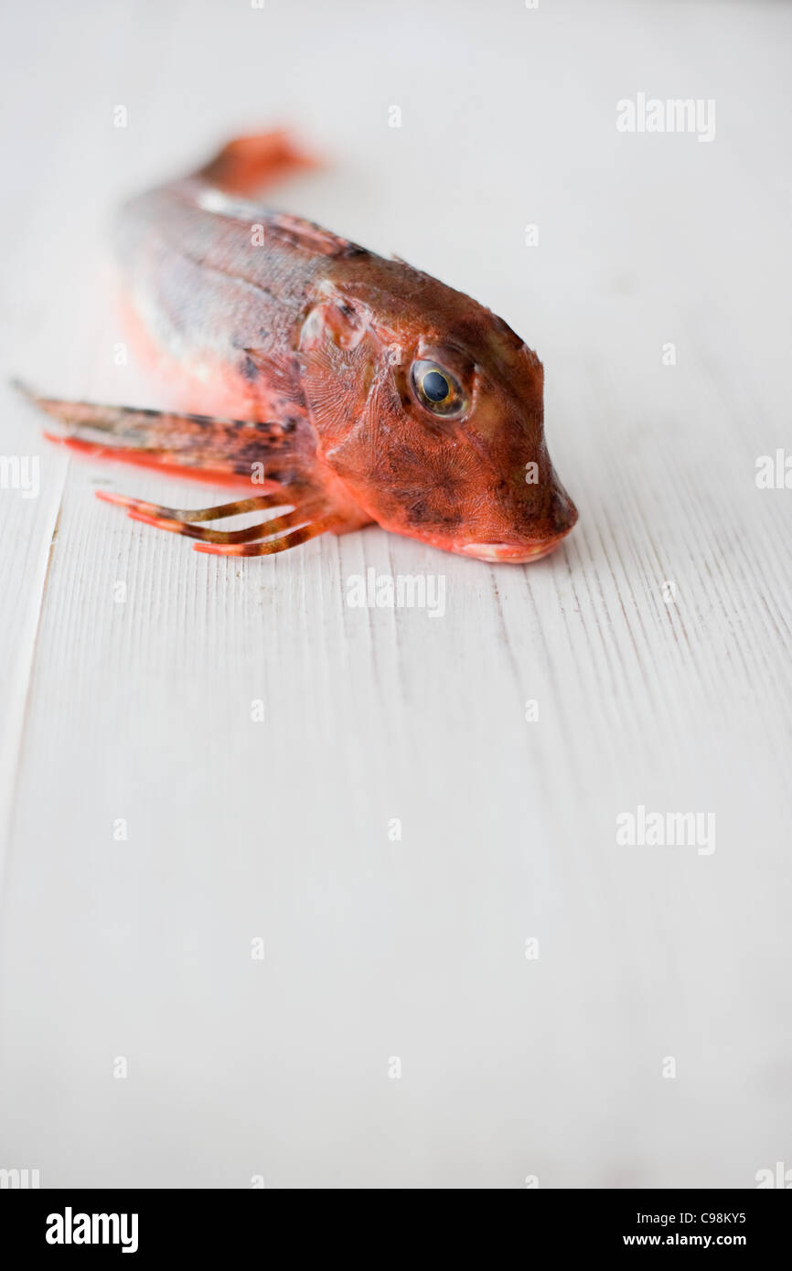 Red gurnard fish Stock Photo - Alamy