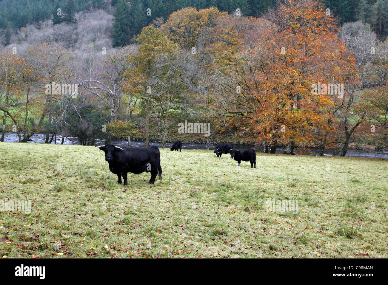 Welsh Black cattle in Gwynedd, North Wales. Autumn Stock Photo - Alamy