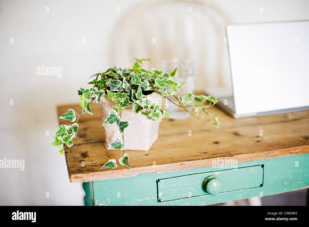Ivy growing plant pot on wooden table Stock Photo - Alamy