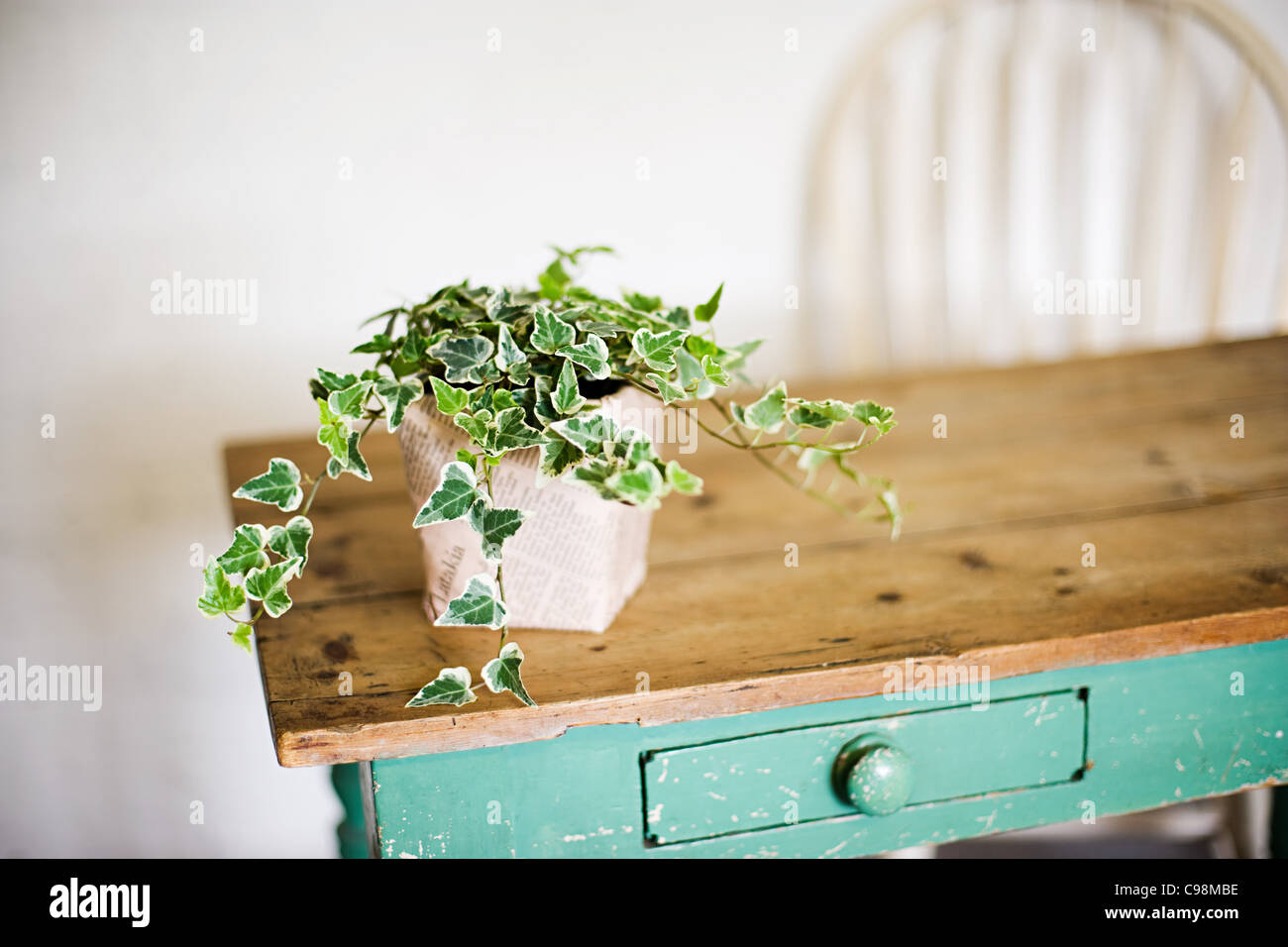 Ivy growing plant pot on wooden table Stock Photo - Alamy