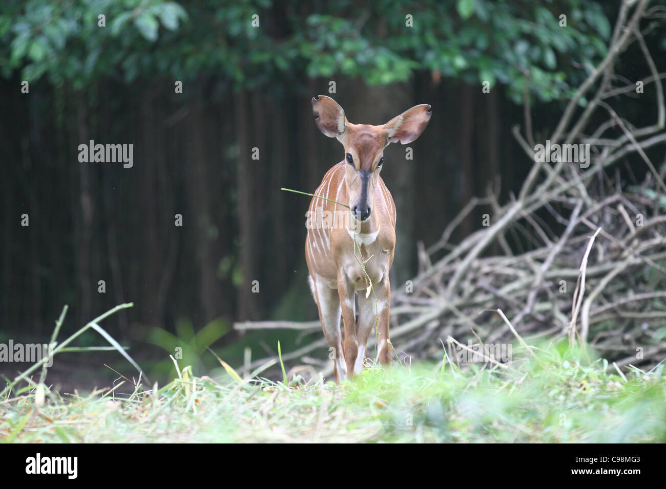 Striped deer eating Stock Photo - Alamy