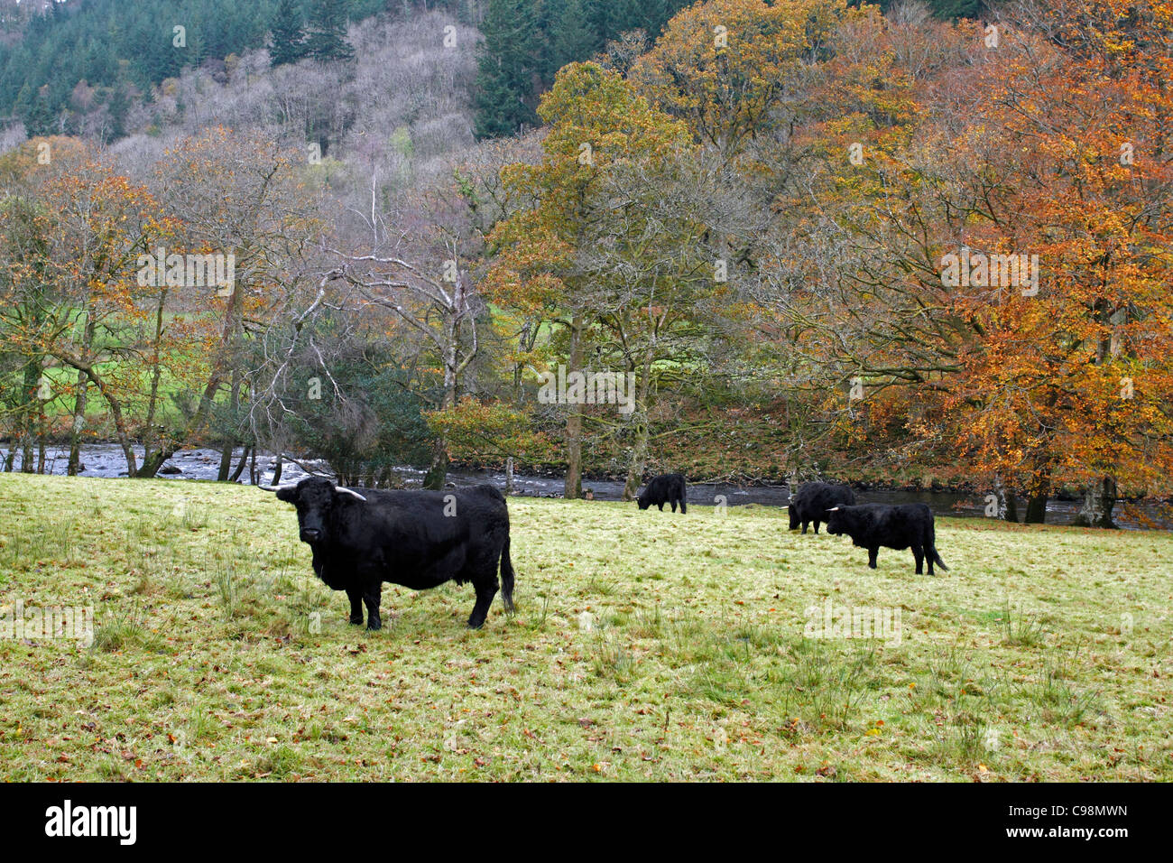 Welsh Black cattle, Gwynedd North Wales Stock Photo - Alamy