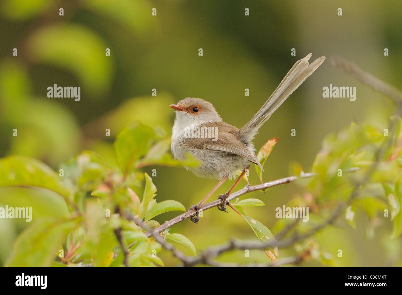 Superb Fairy Wren Malurus cyaneus Female Photographed in Tasmania ...