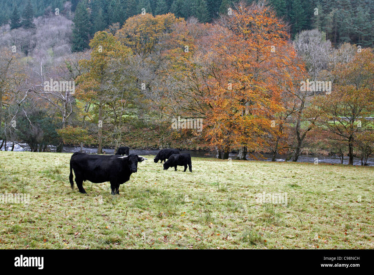 Welsh Black cattle, in Gwynedd, North Wales Stock Photo - Alamy