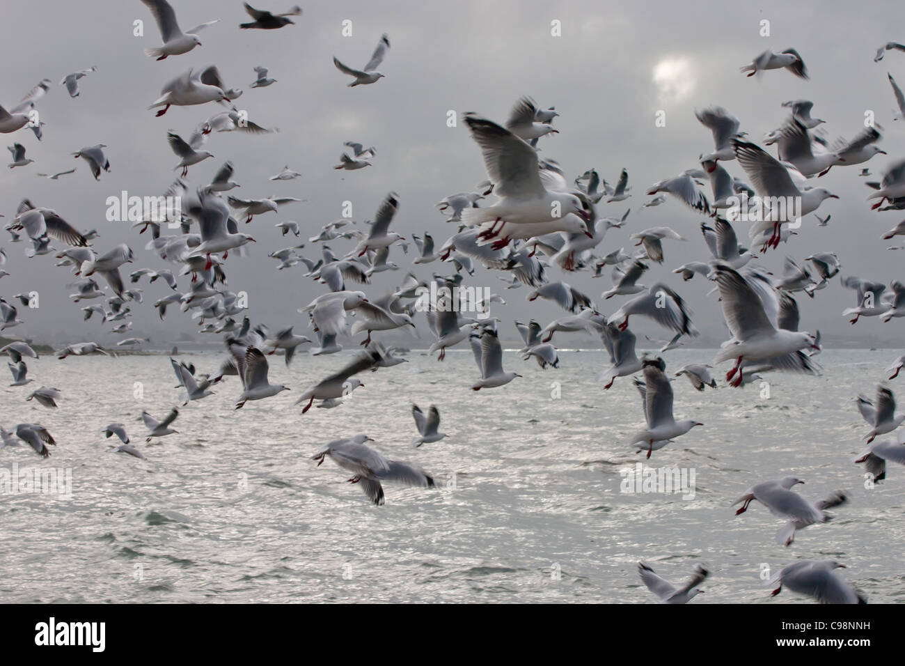 Flock of New Zealand red-billed gulls flying over ocean Stock Photo - Alamy