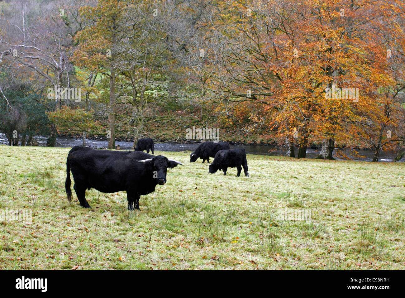 Welsh Black cattle in Gwynedd, North Wales Stock Photo - Alamy