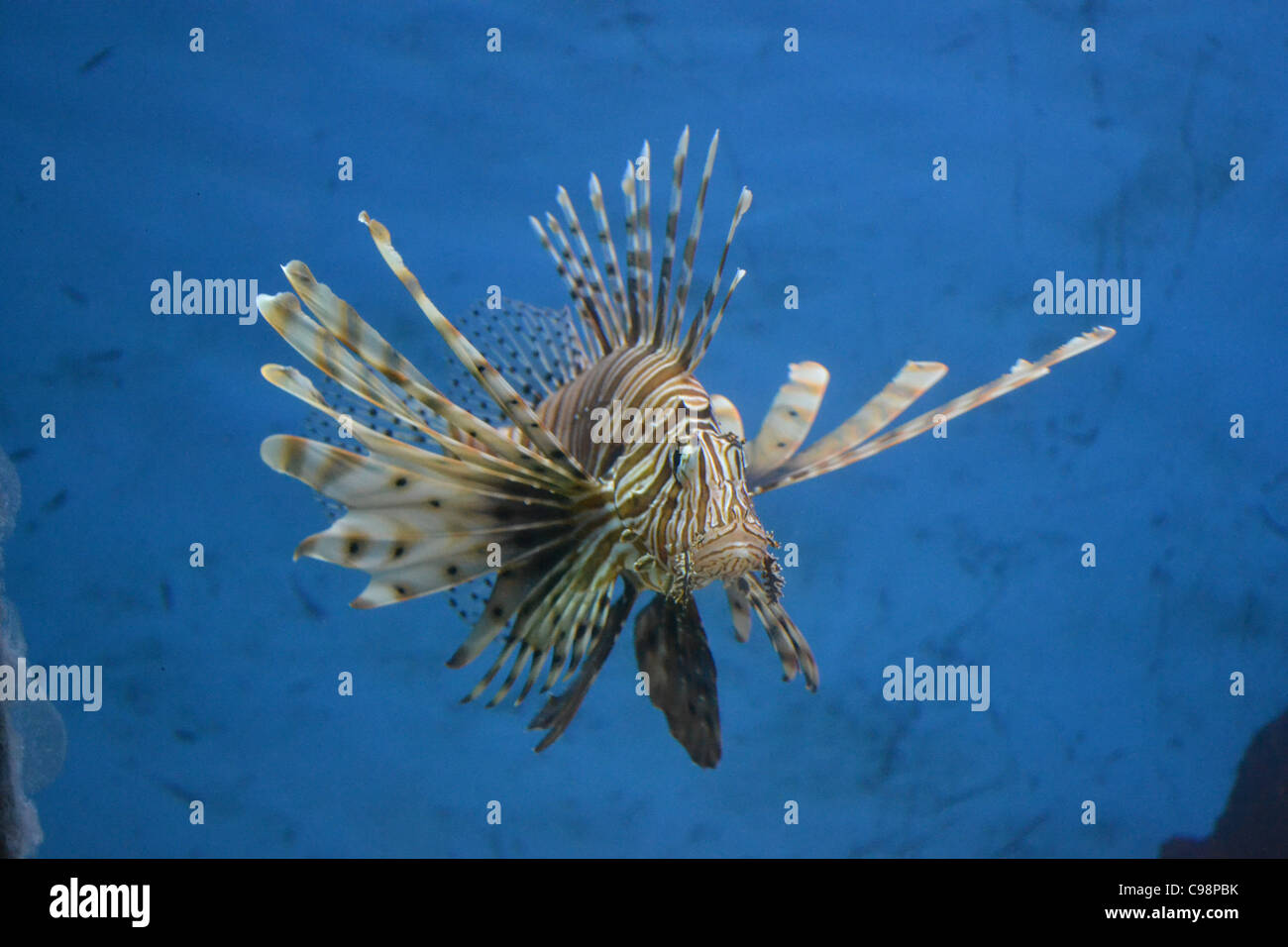 Lion fish hi-res stock photography and images - Alamy