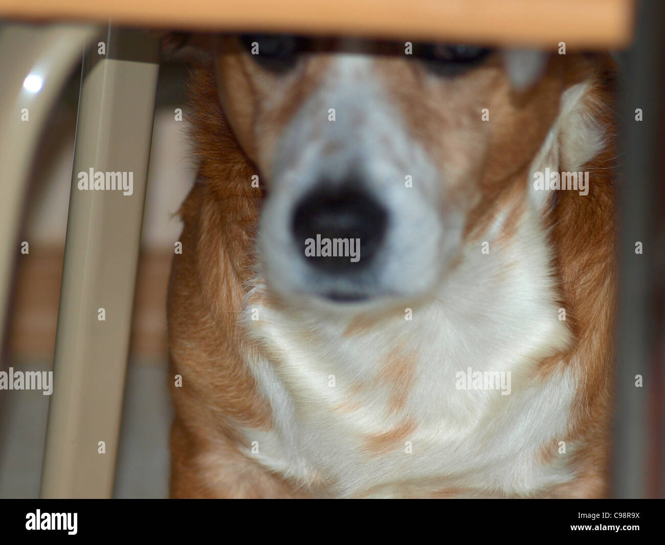 dog gazing out from under the stool in the kitchen Stock Photo - Alamy