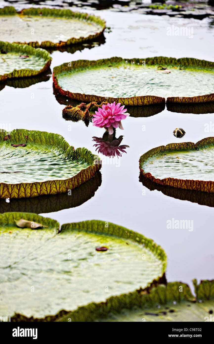 Floating lotus leaves and flower on Mekong River Can Tho, Vietnam Stock ...