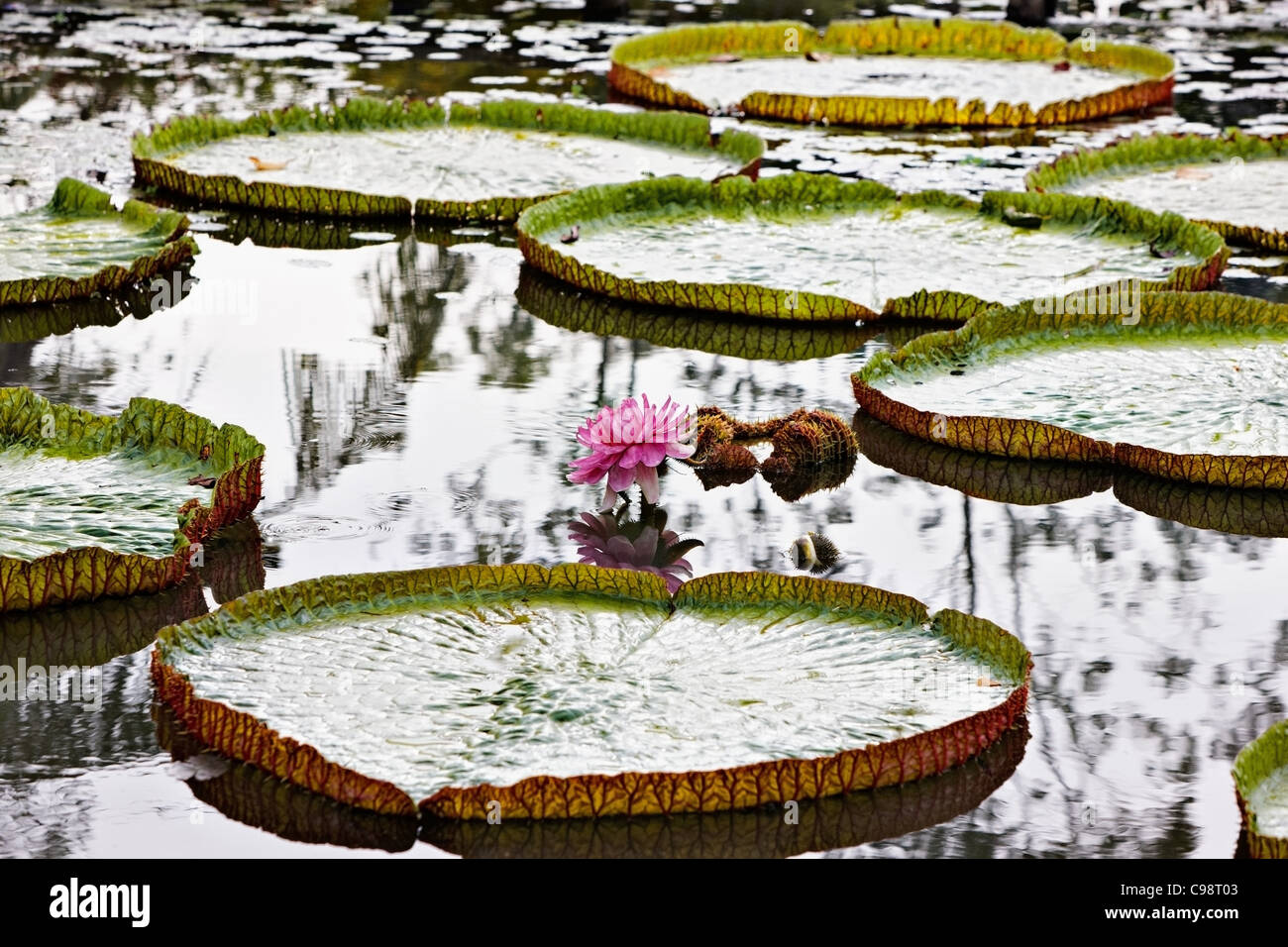 Floating lotus leaves and flower on Mekong River Can Tho, Vietnam Stock ...